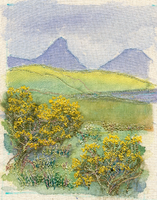 Gorse near Stac Pollaidh